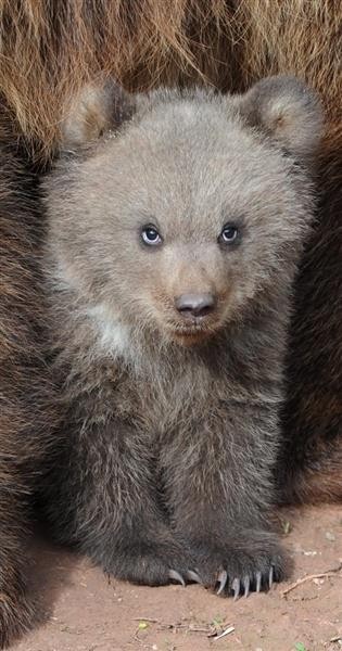 PICTURE GALLERY IN SLIDESHOW | END Trophy Hunting NOW