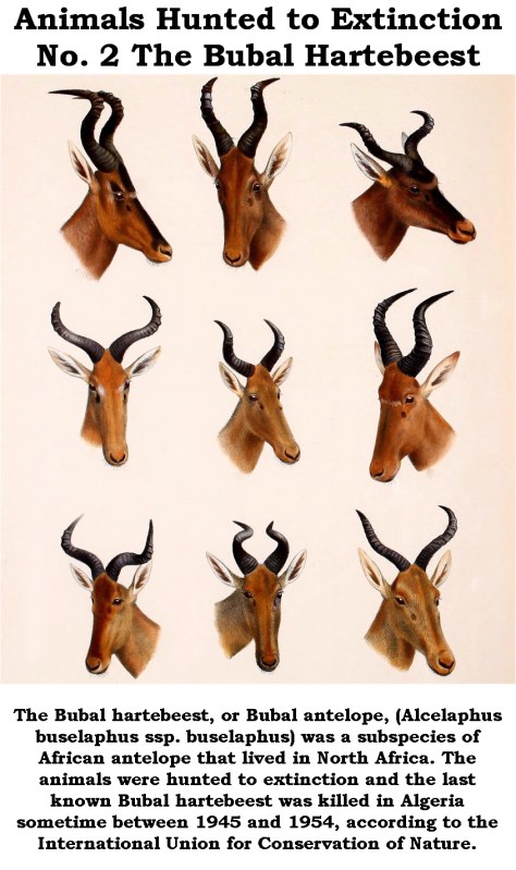 END Trophy Hunting NOW | Before it's too late….