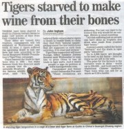 Tigers Starved in Chinese and Vietnamese Farms | END Trophy Hunting NOW