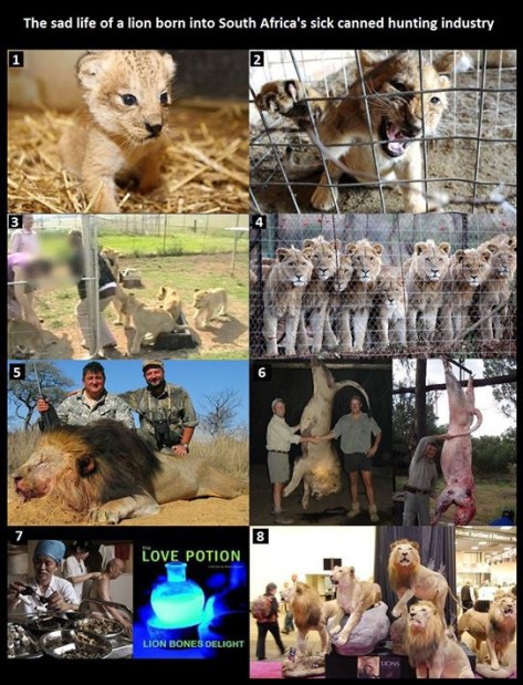 Lion Farming and Canned Lion Hunting | END Trophy Hunting NOW