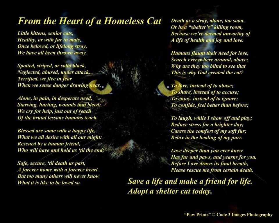 Cats – Poem from a homeless cat | END Trophy Hunting NOW
