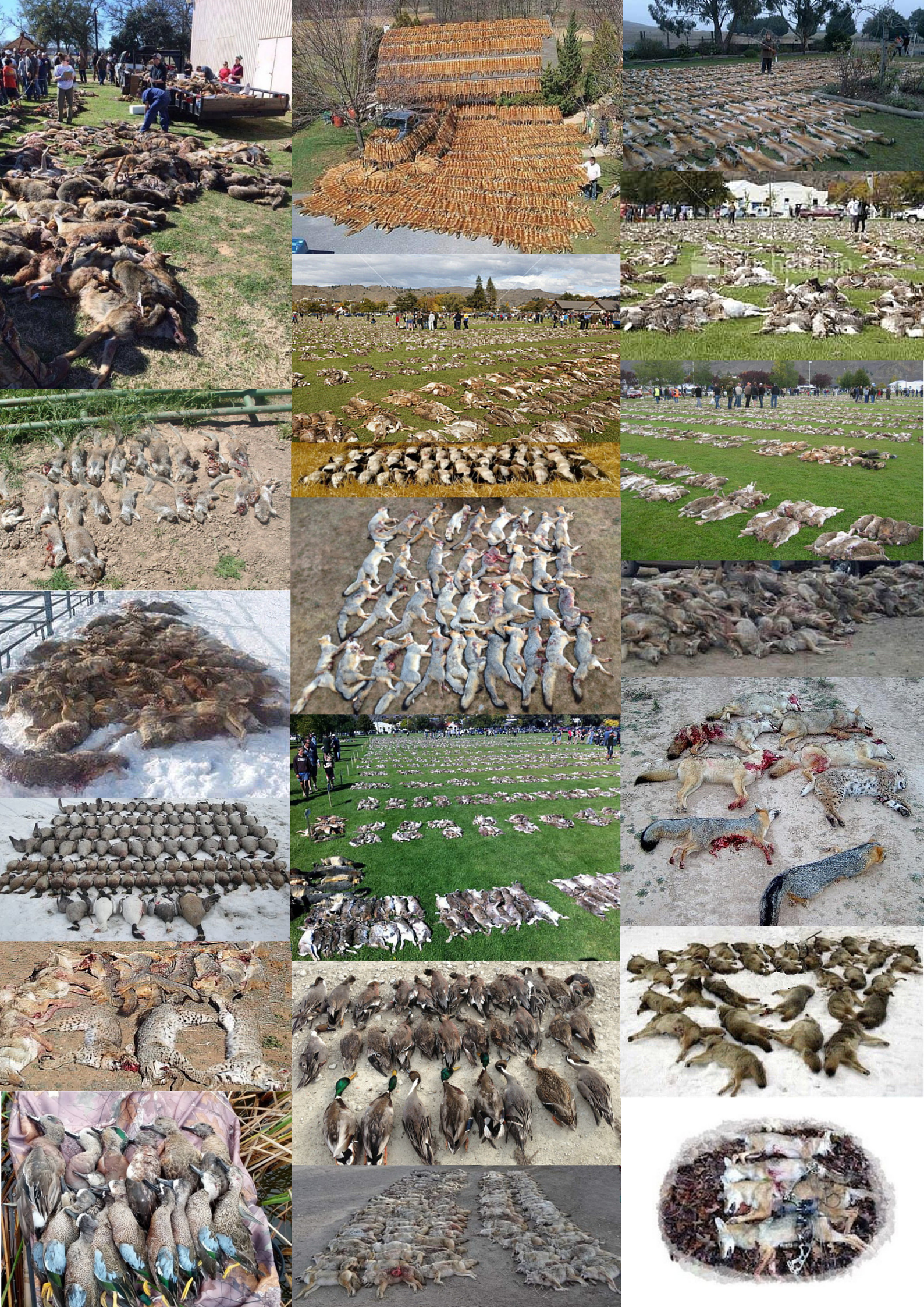 The Evil That Men Do | END Trophy Hunting NOW
