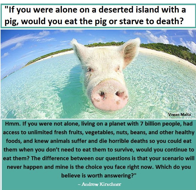 Factory farming – pigs alone on a desert island | END Trophy Hunting NOW