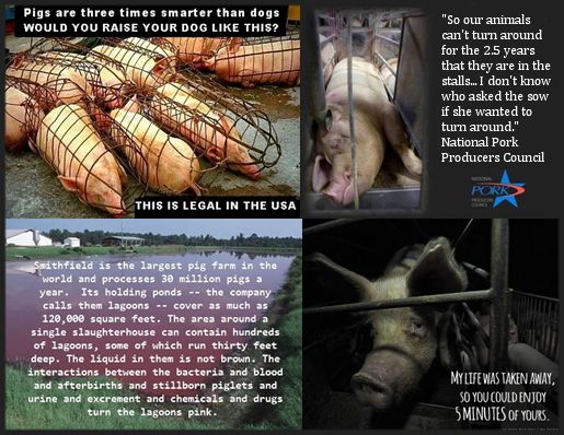 Factory farming – pigs comp | END Trophy Hunting NOW