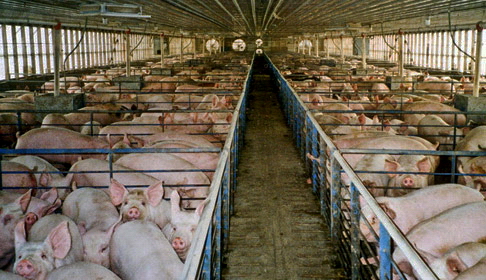 Factory farming – pigs crowded in pens | END Trophy Hunting NOW